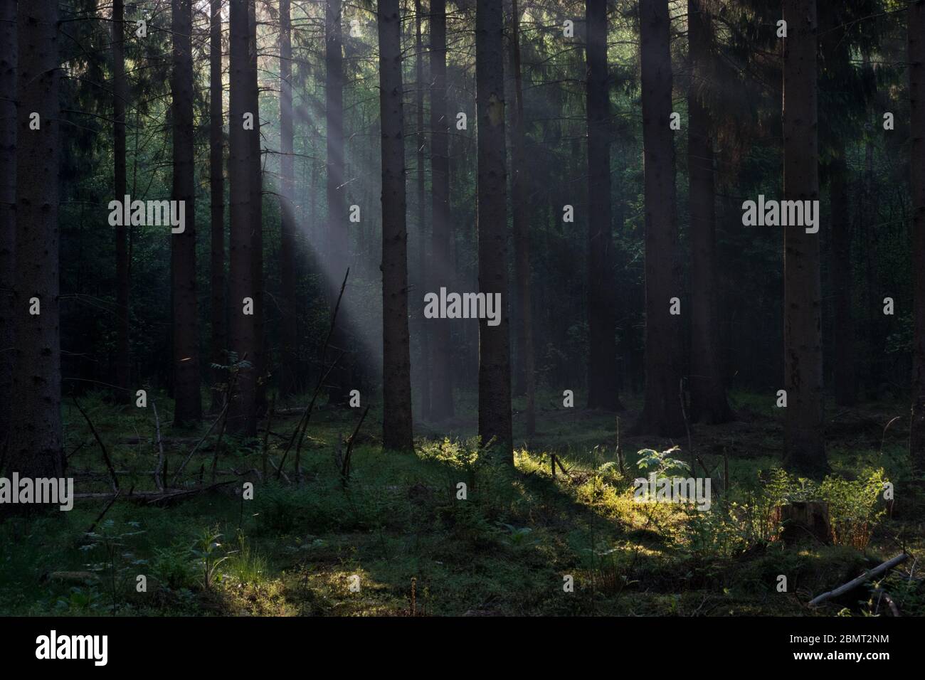 Sunrays in a forest on a hazy morning in spring, a fairy landscape ...