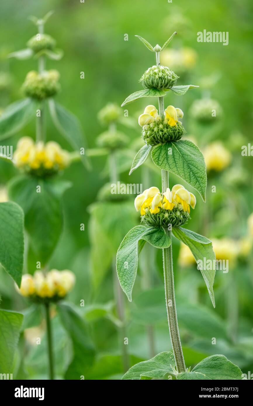 Hooded, pale yellow flowers of phlomis russeliana, Jerusalem Sage ...