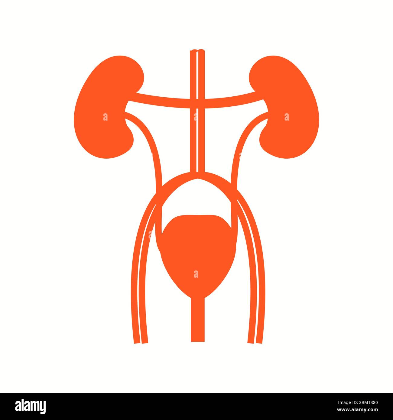 Excretory vector vectors hi-res stock photography and images - Alamy