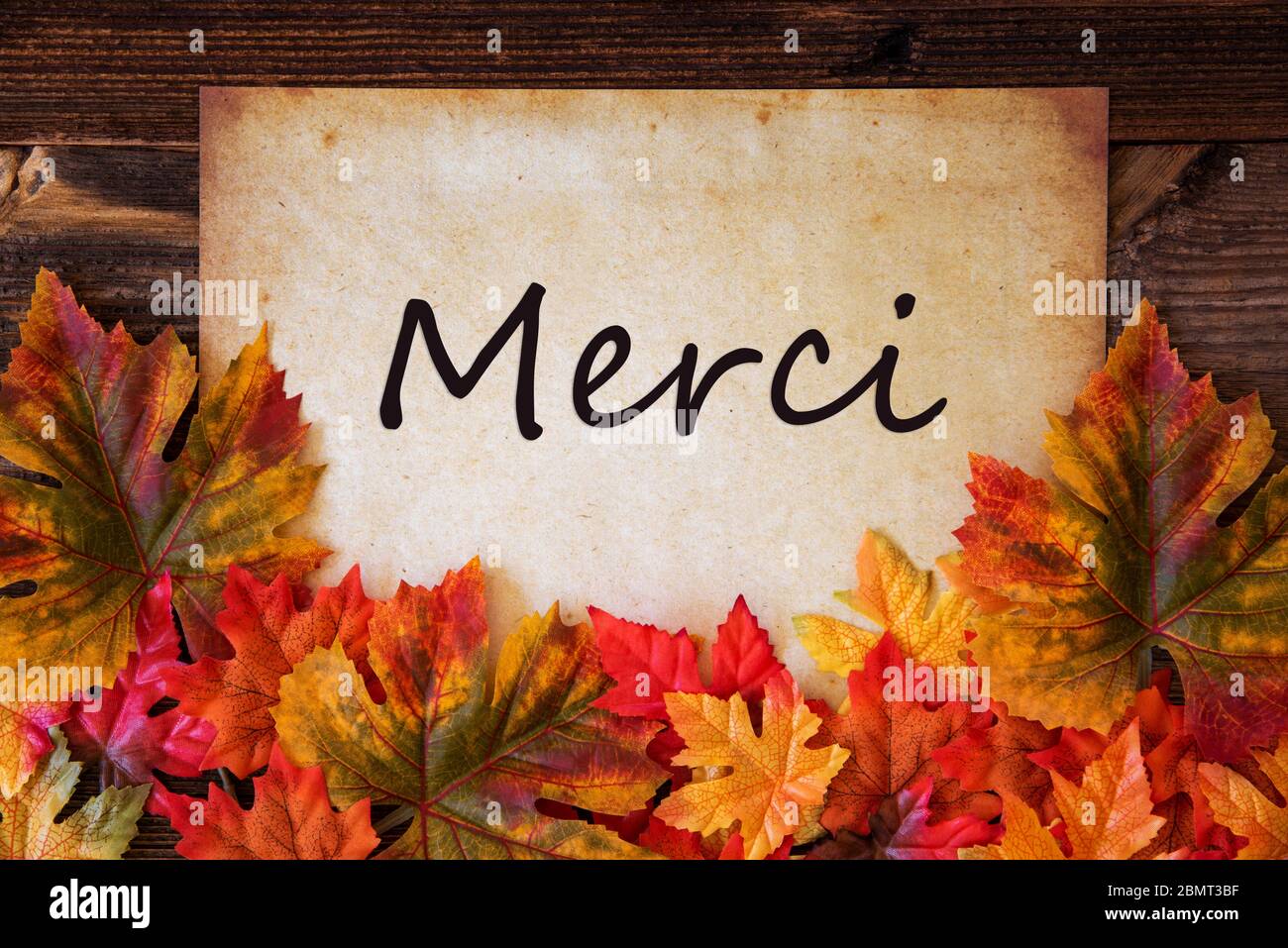 Old Paper With Text Merci Means Thank You, Colorful Leaves Decoration ...