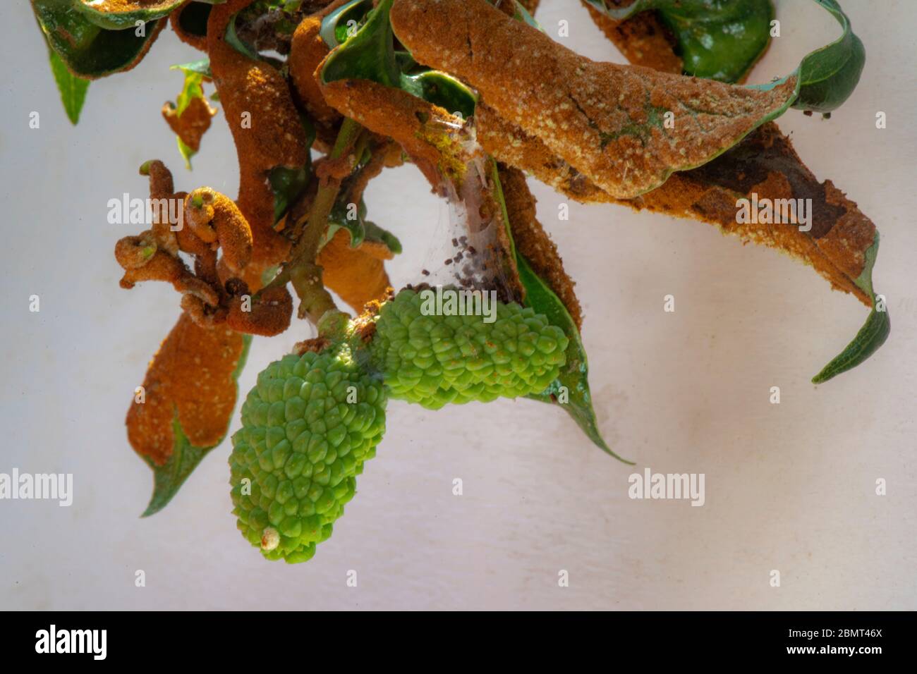 Disease food hi-res stock photography and images - Alamy