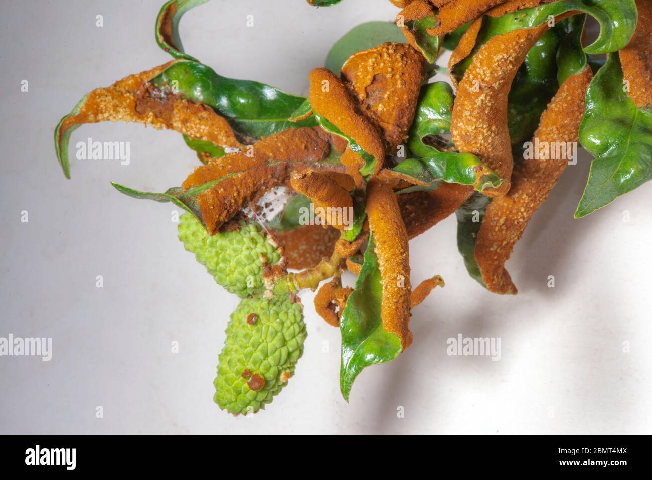 Lychee spiders hi-res stock photography and images - Alamy