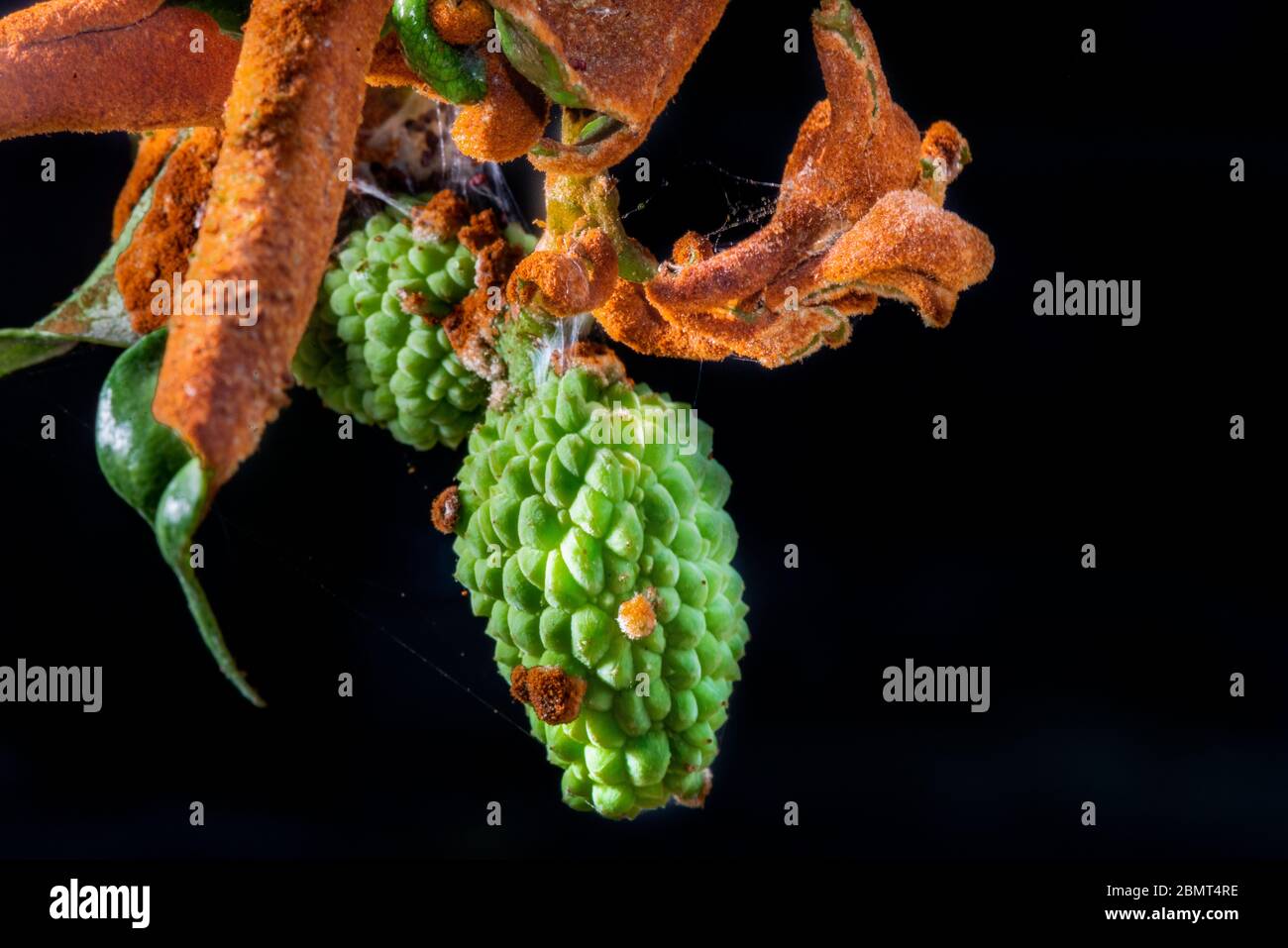 Lychee disease hi-res stock photography and images - Alamy
