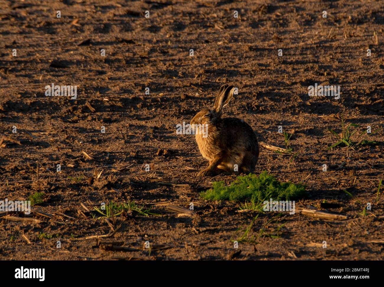 Spring Hare Sleeping