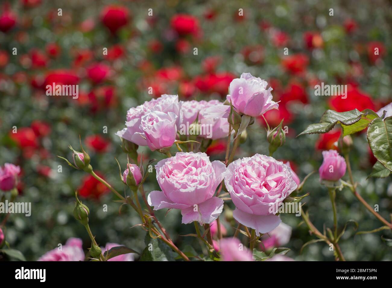 Blooming beautiful colorful roses in the garden background Stock Photo ...