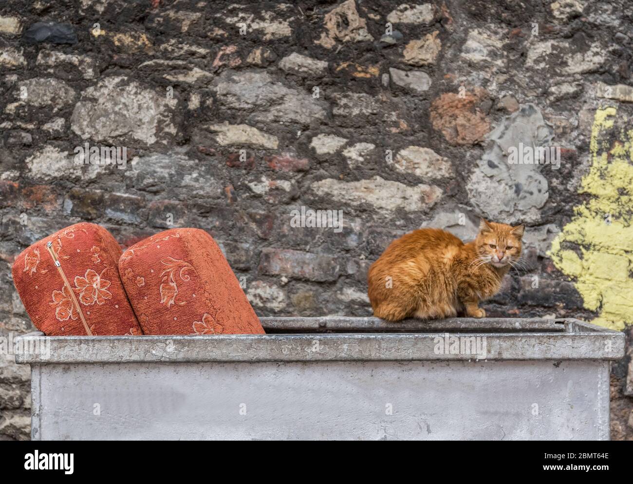Istanbul, Turkey - many places in the World display cats colonies, but ...