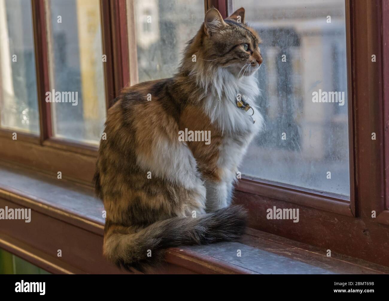 Istanbul, Turkey - many places in the World display cats colonies, but ...