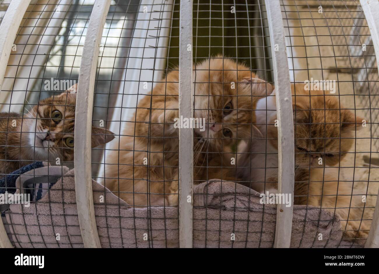 Istanbul, Turkey - many places in the World display cats colonies, but ...