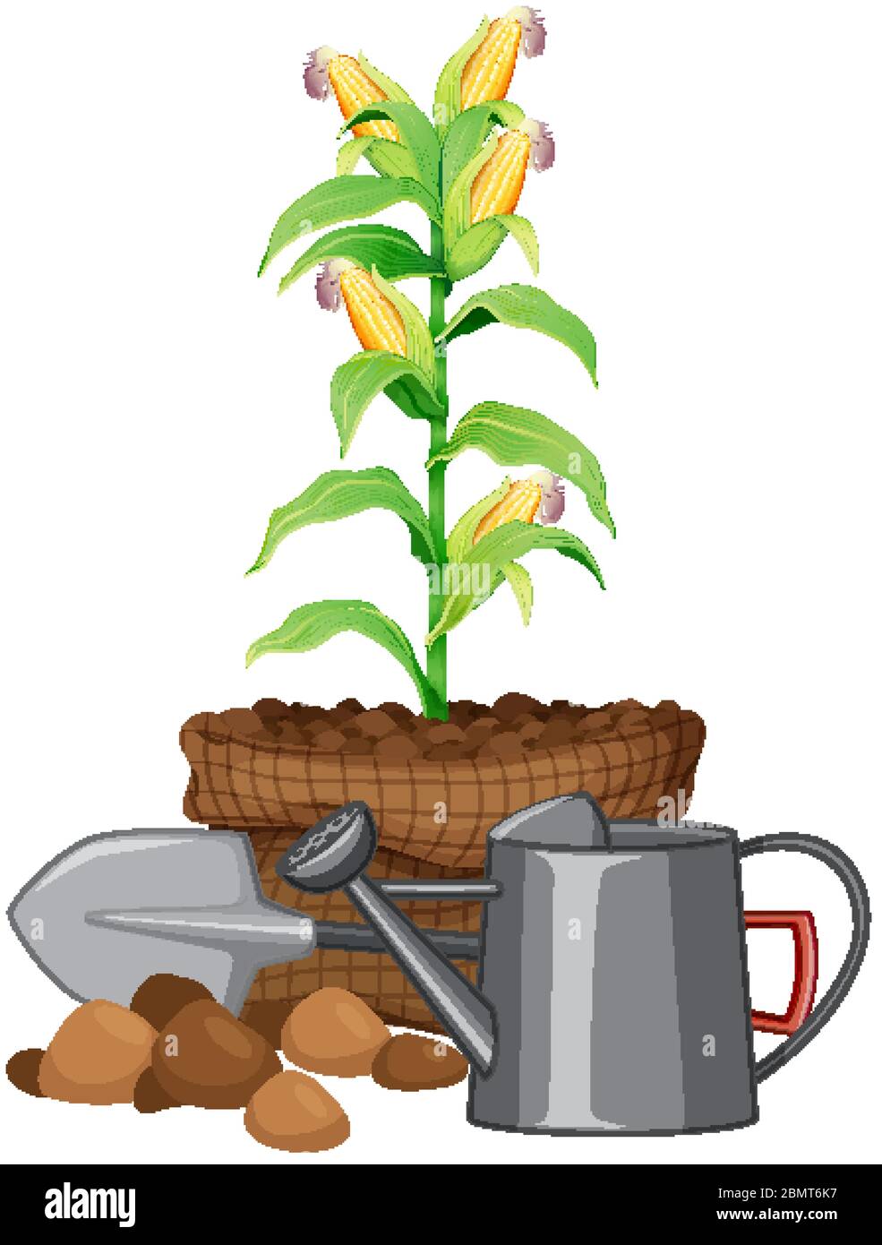 Fresh corn growing in the garden illustration Stock Vector Image & Art ...
