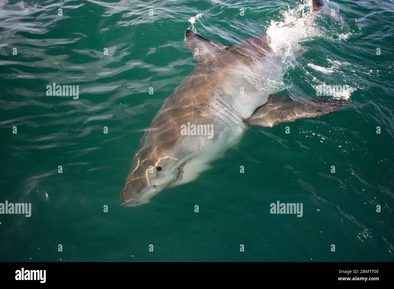 False bay shark cage dive hi-res stock photography and images - Alamy