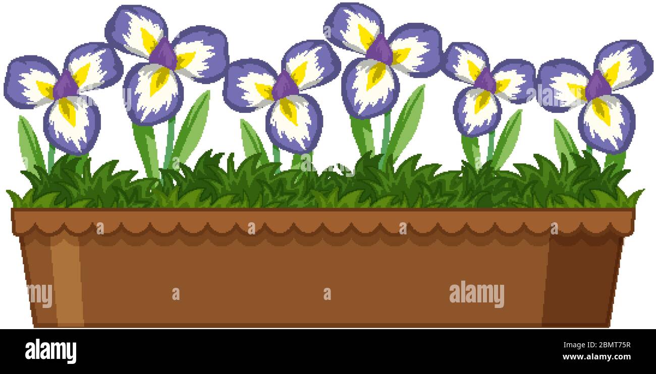 Beautiful flower in long pot on white background illustration Stock ...