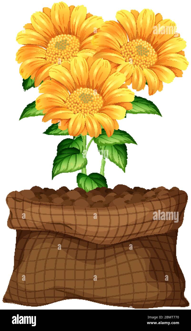 Beautiful flower in brown bag on white background illustration Stock ...