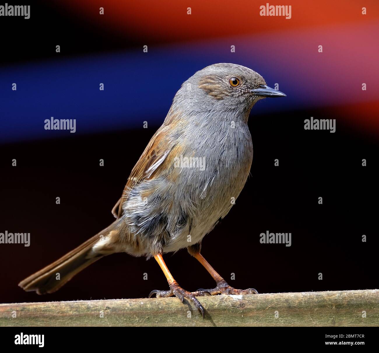 The dunnock is a small passerine, or perching bird, found throughout ...