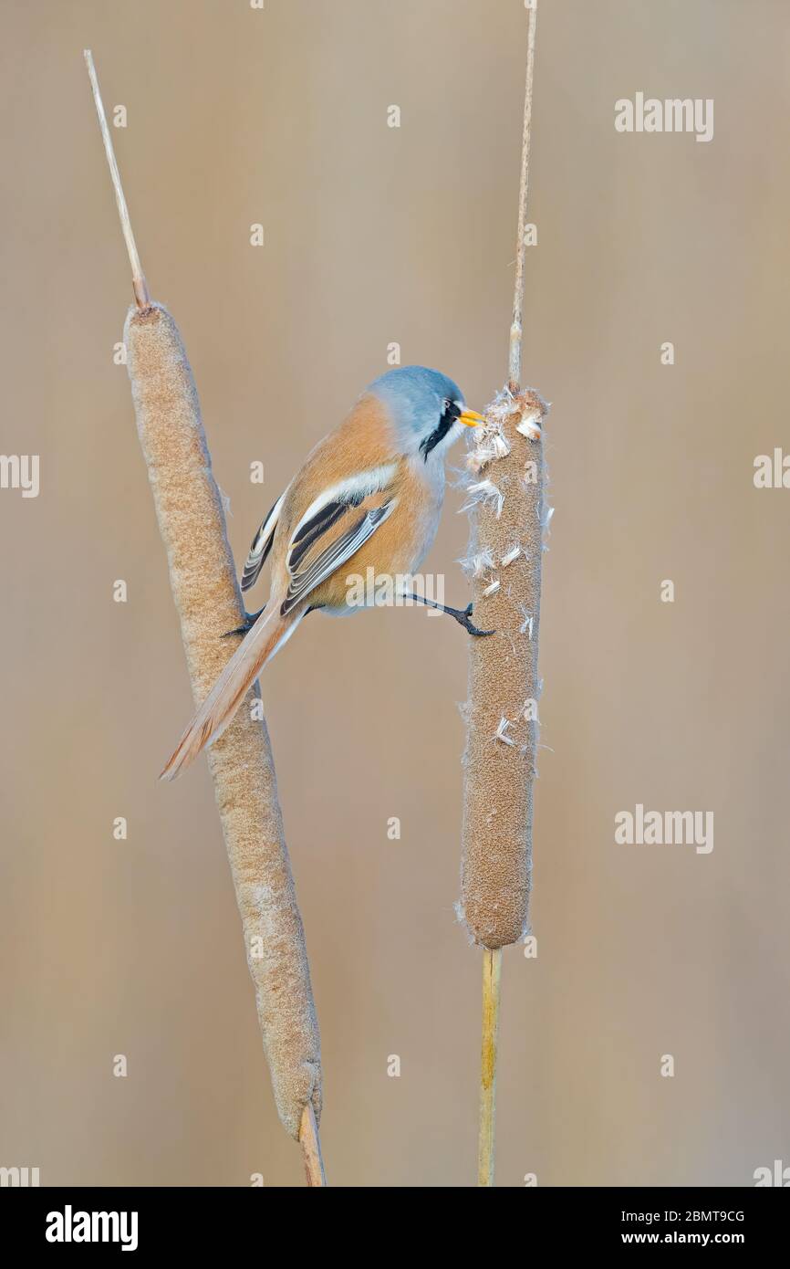 Bearded Reedling doing the splits between two bulrush heads Stock Photo ...