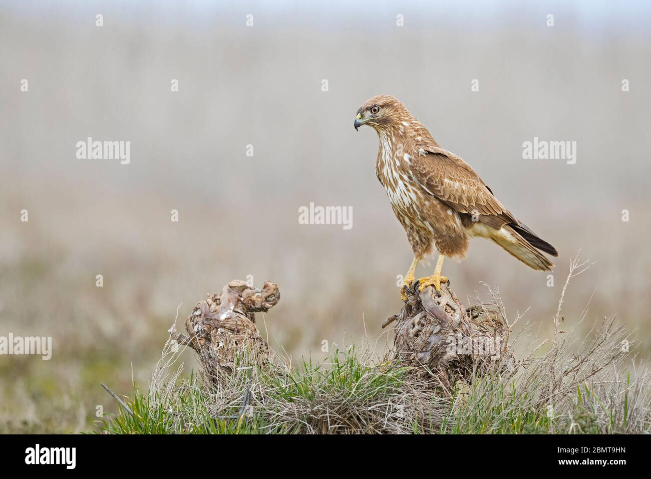 Buzzard on dead tree hi-res stock photography and images - Alamy
