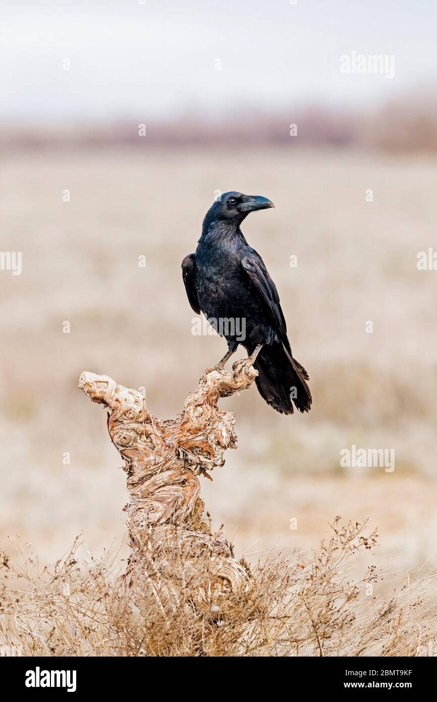 Raven on a perch with a clean background Stock Photo - Alamy