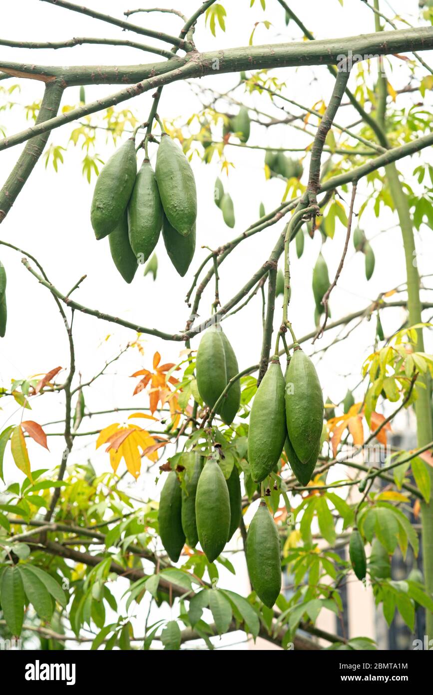 Fruits of cotton tree hi-res stock photography and images - Alamy