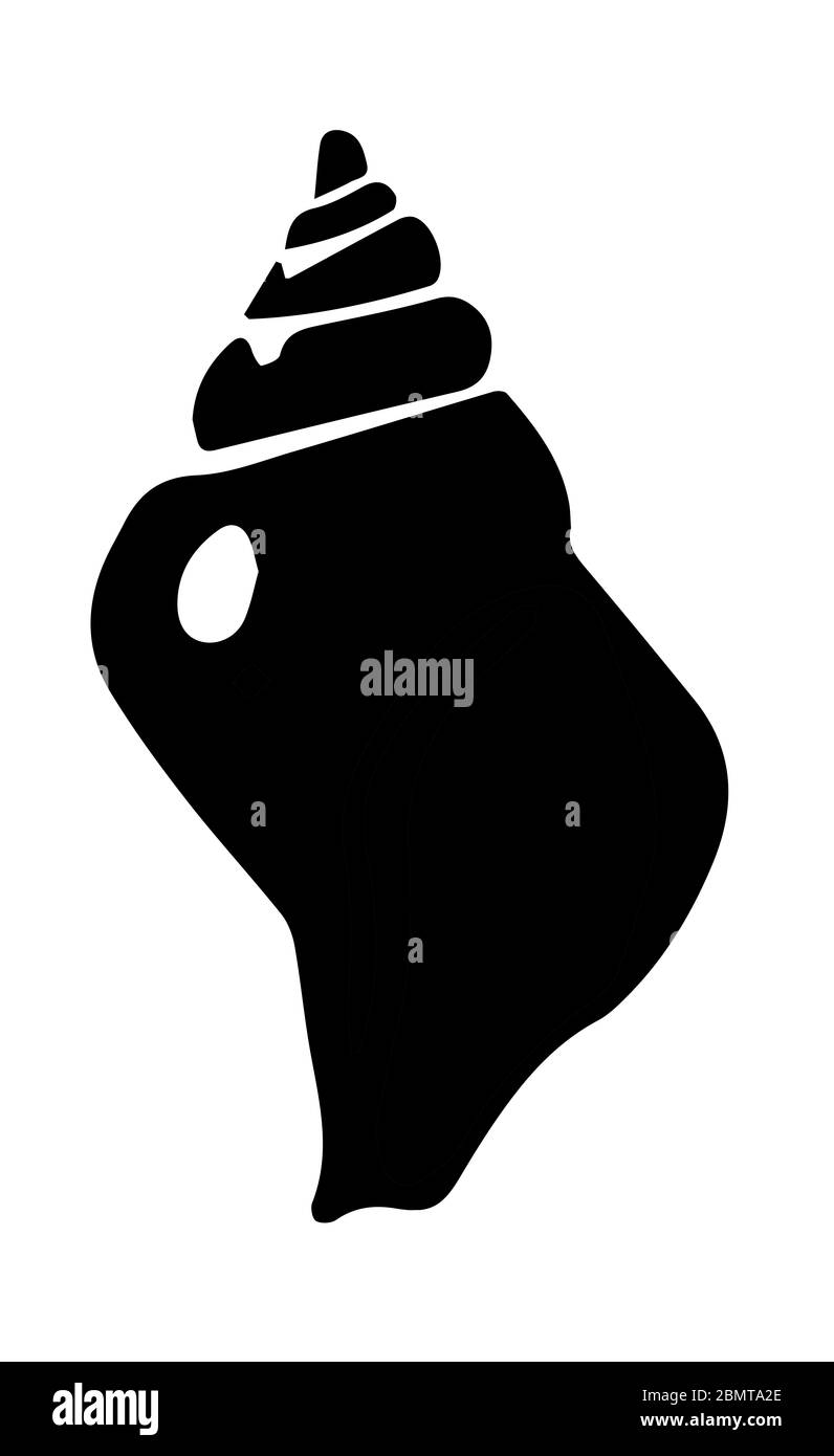 Tropical seashell on beach Black and White Stock Photos & Images - Alamy