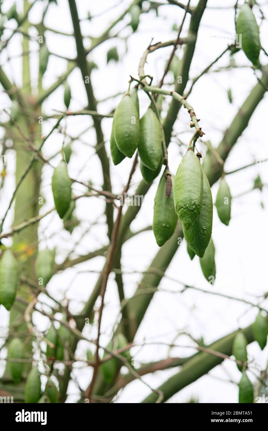 Kapok fruit hi-res stock photography and images - Alamy