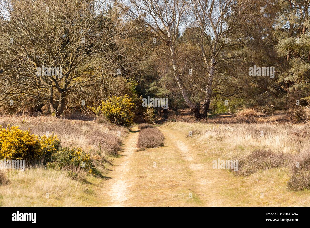 Heathland vegetation in Suffolk Sandlings, Sutton Heath, Suffolk ...