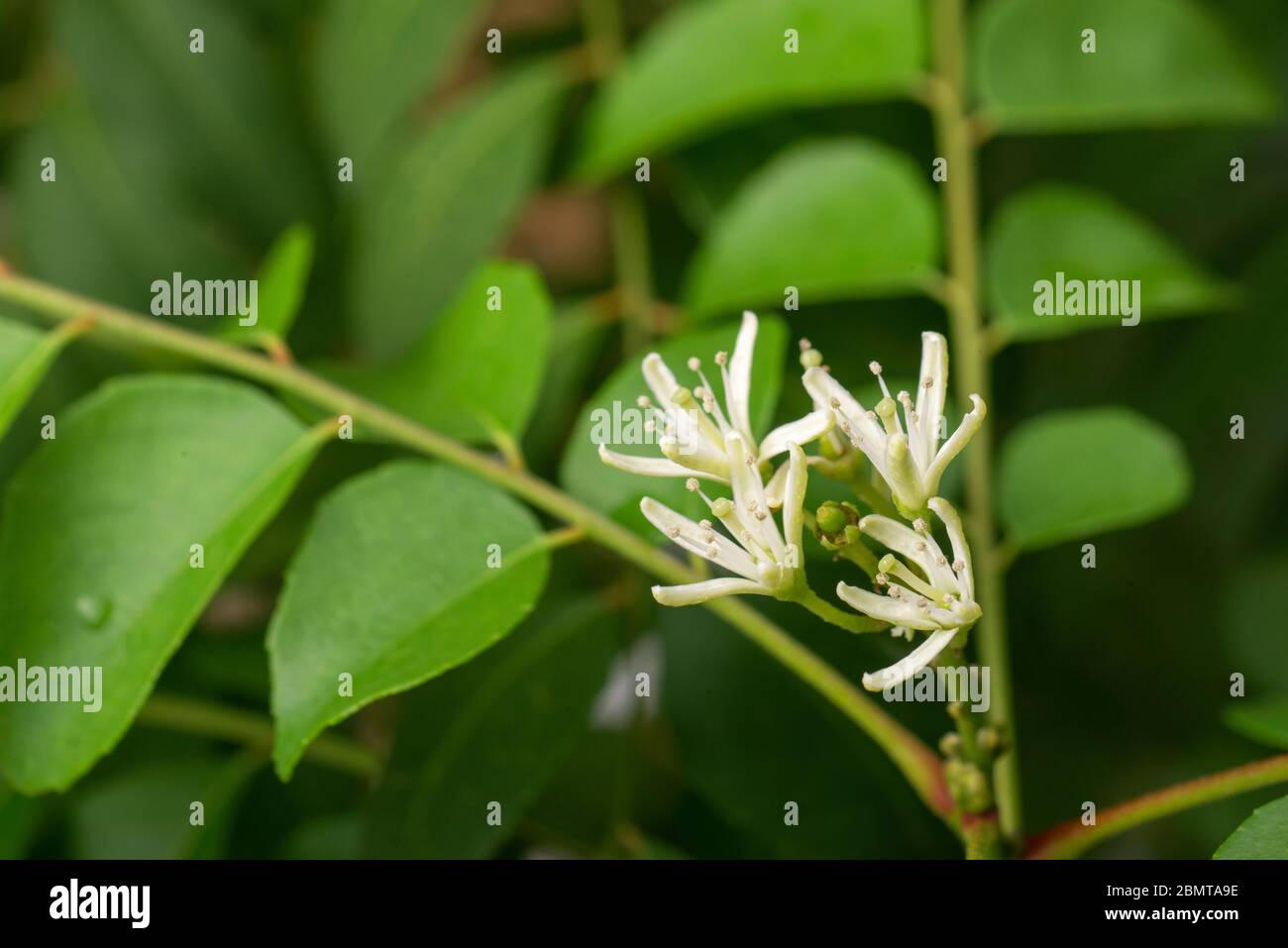 Curry leaf tree hi-res stock photography and images - Alamy
