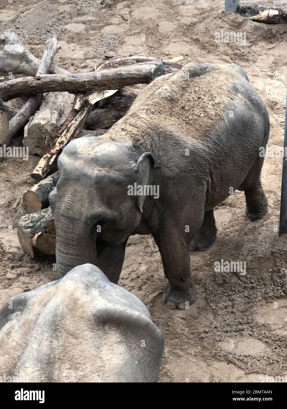 Urangatang hi-res stock photography and images - Alamy