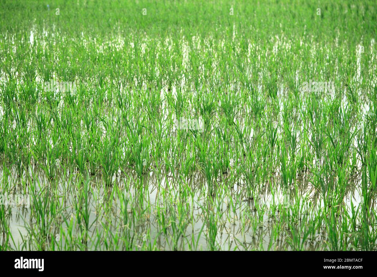 close up of the green rice field Stock Photo - Alamy