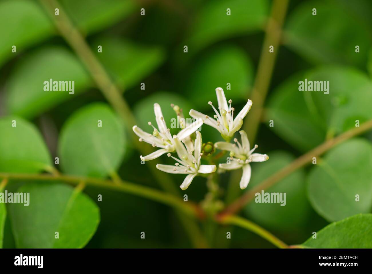 Curry leaf tree hi-res stock photography and images - Alamy