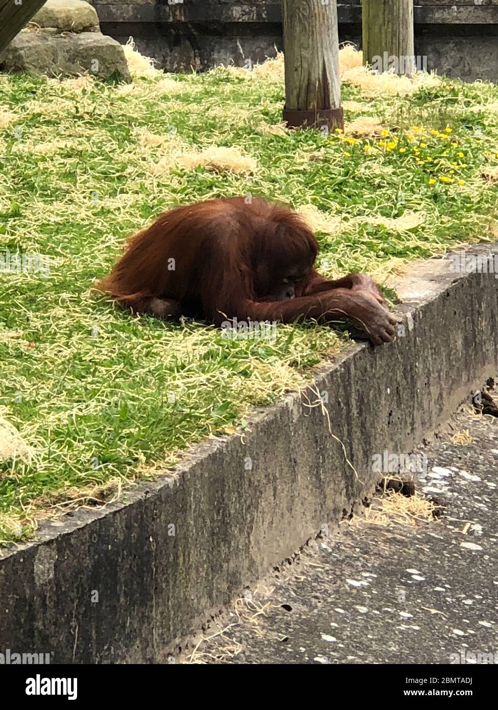 Urangatang hi-res stock photography and images - Alamy