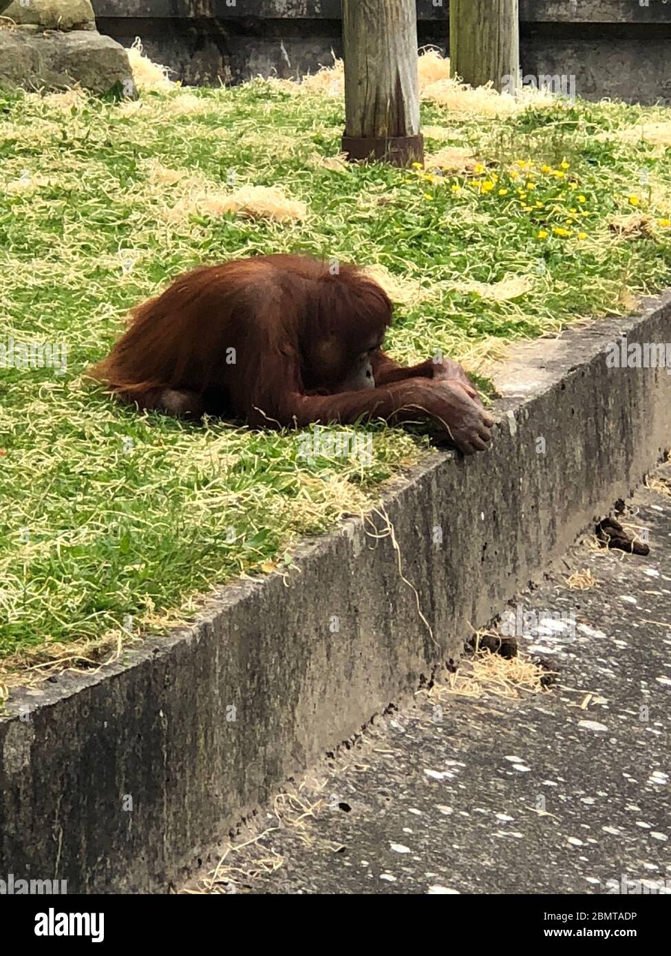 Urangatang hi-res stock photography and images - Alamy