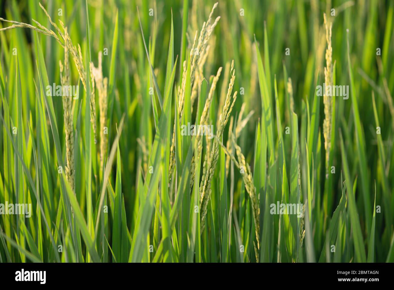 Rice field paddy hi-res stock photography and images - Alamy