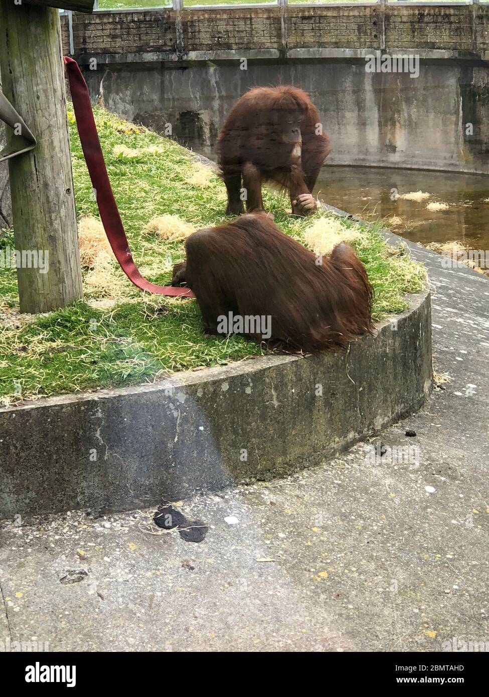 Lemur foot hi-res stock photography and images - Alamy