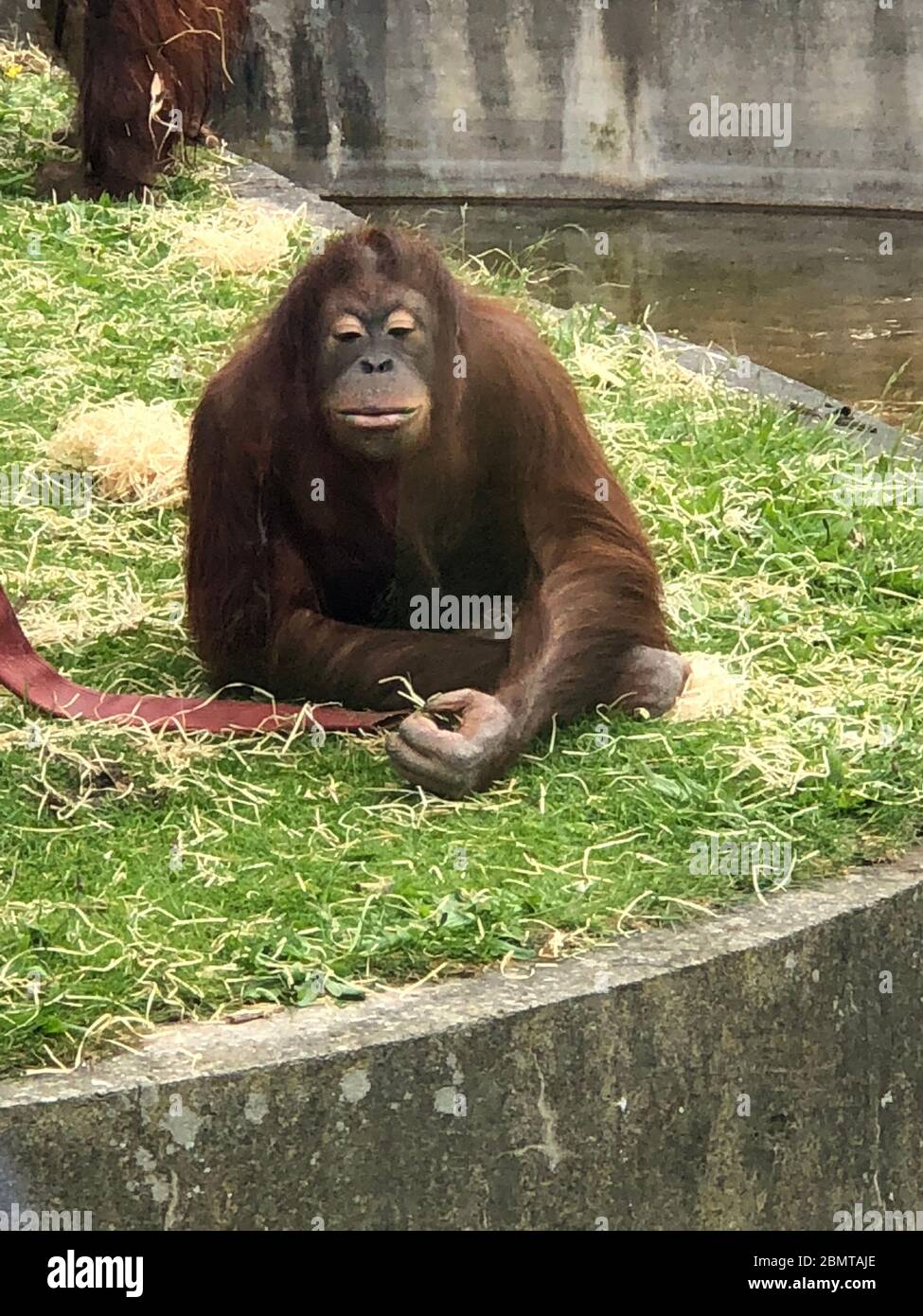 Urangatang hi-res stock photography and images - Alamy