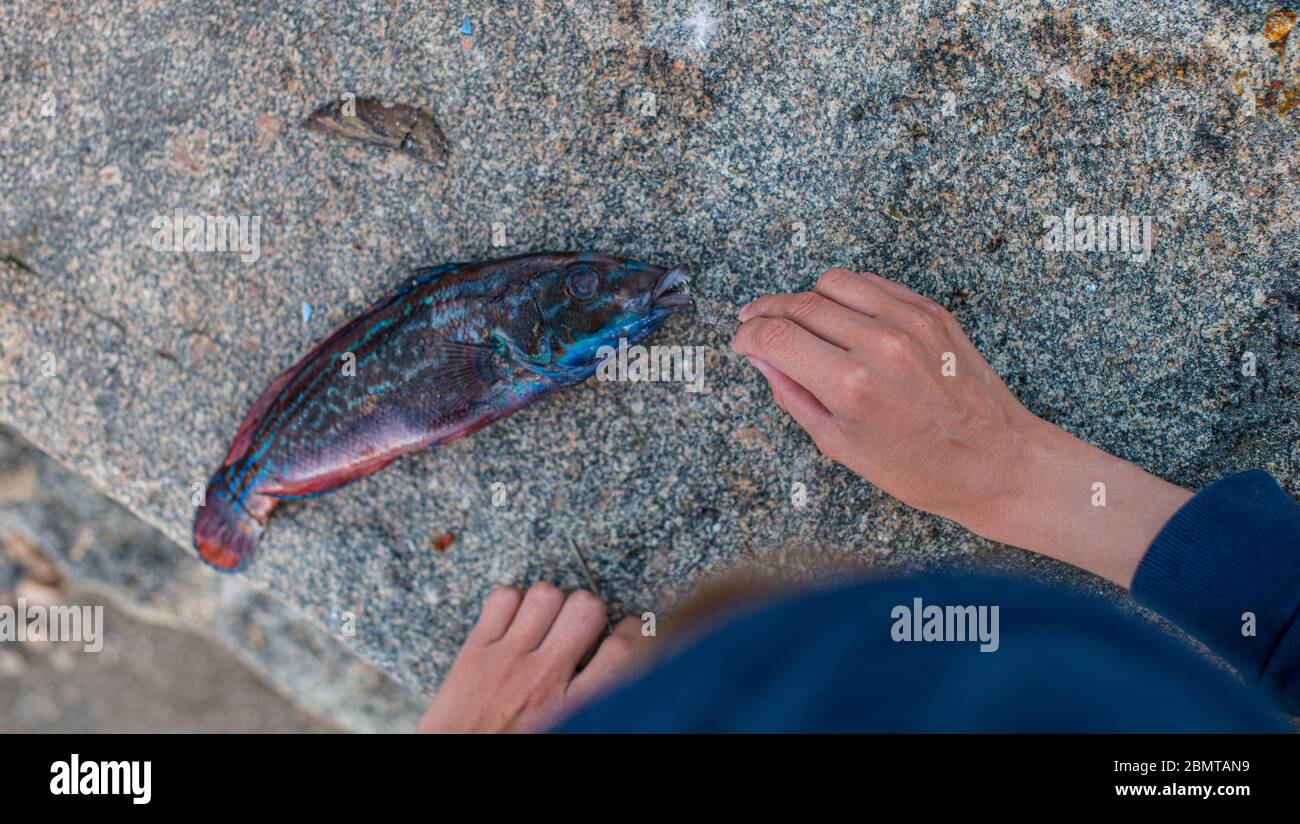 Cuckoo wrasse labrus mixtus hi-res stock photography and images - Alamy
