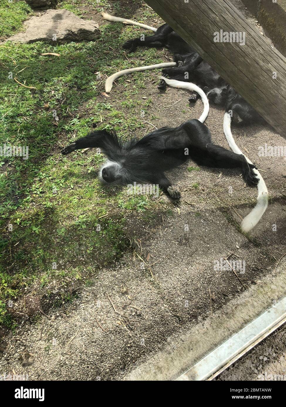 Urangatang hi-res stock photography and images - Alamy