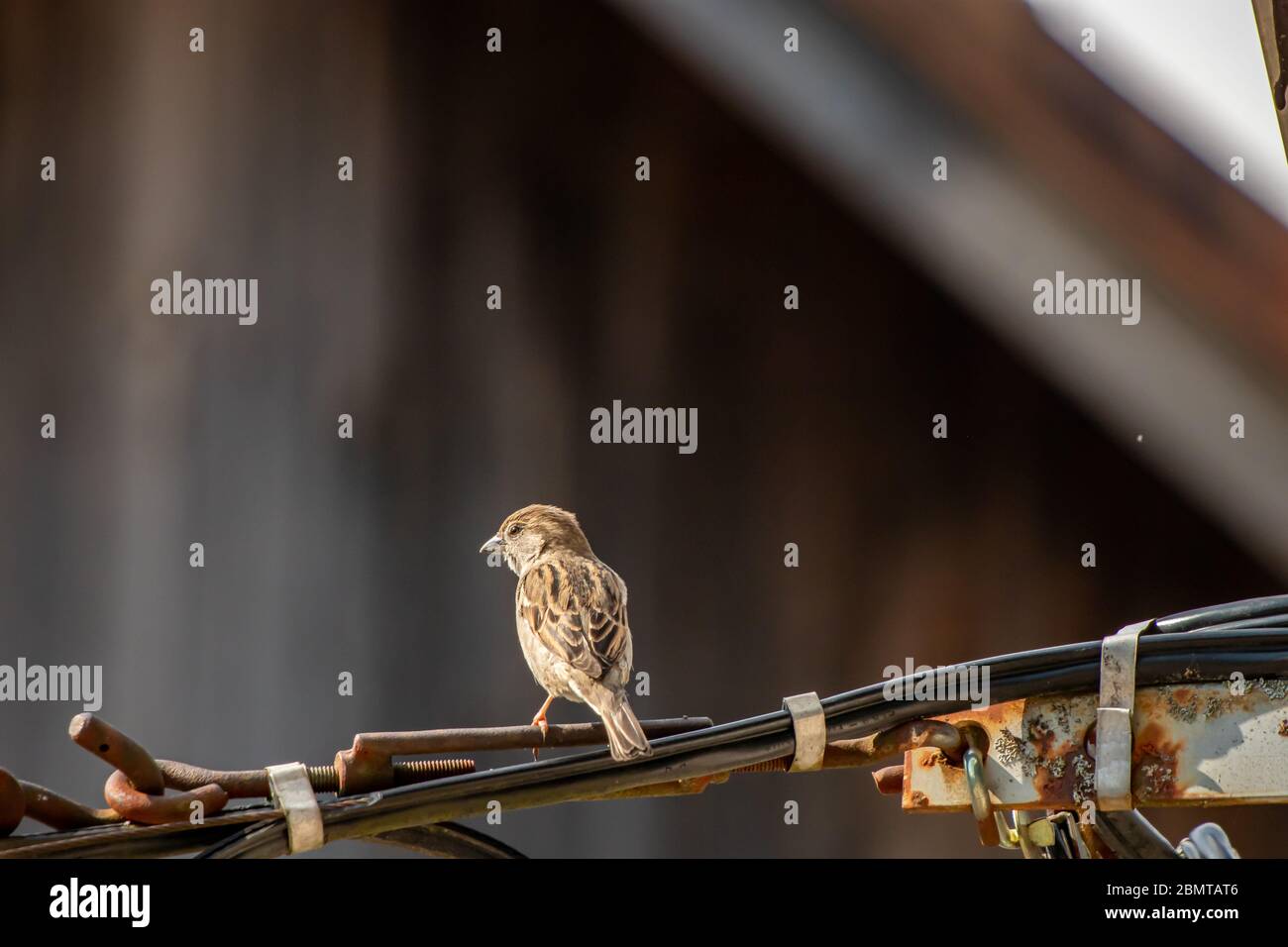 Female house sparrow resting on electric cable Stock Photo - Alamy