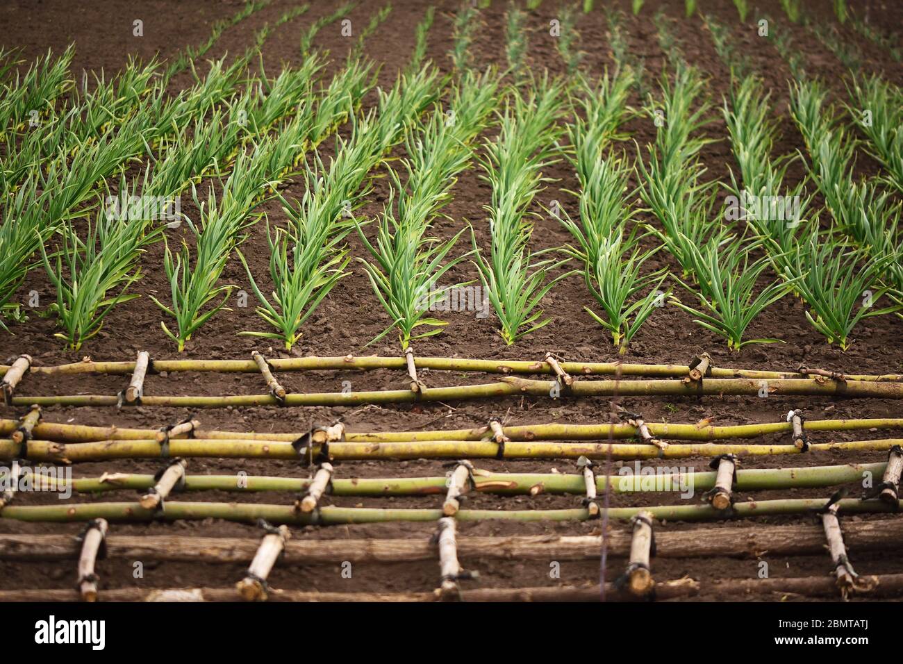 Garlic plantation in the backyard garden. Lattice on the foreground ...