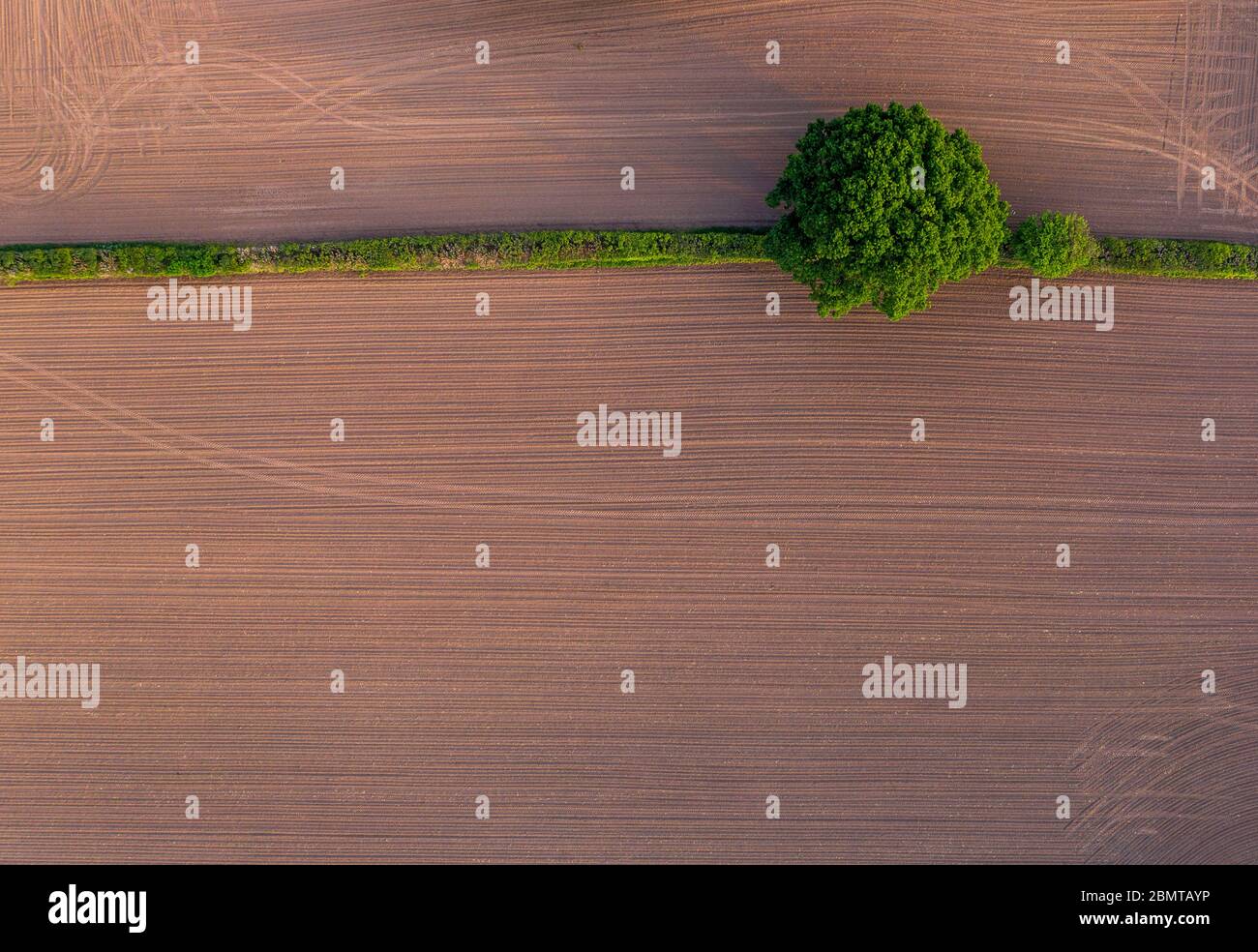 An aerial view of a hedge row in a freshly ploughed field in Somerset ...