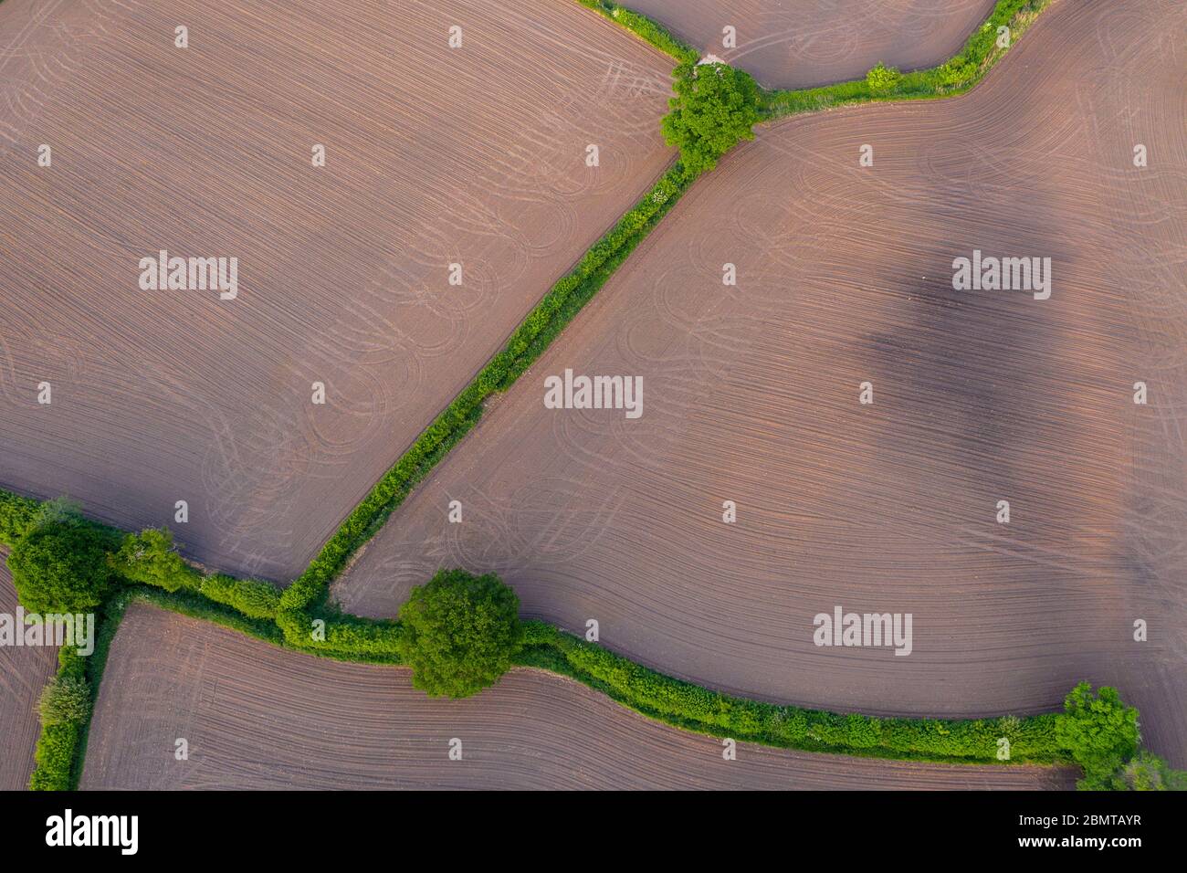 An aerial view of a hedge row in a freshly ploughed field in Somerset ...