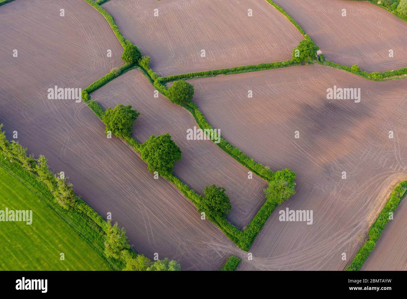 An aerial view of a hedge row in a freshly ploughed field in Somerset ...