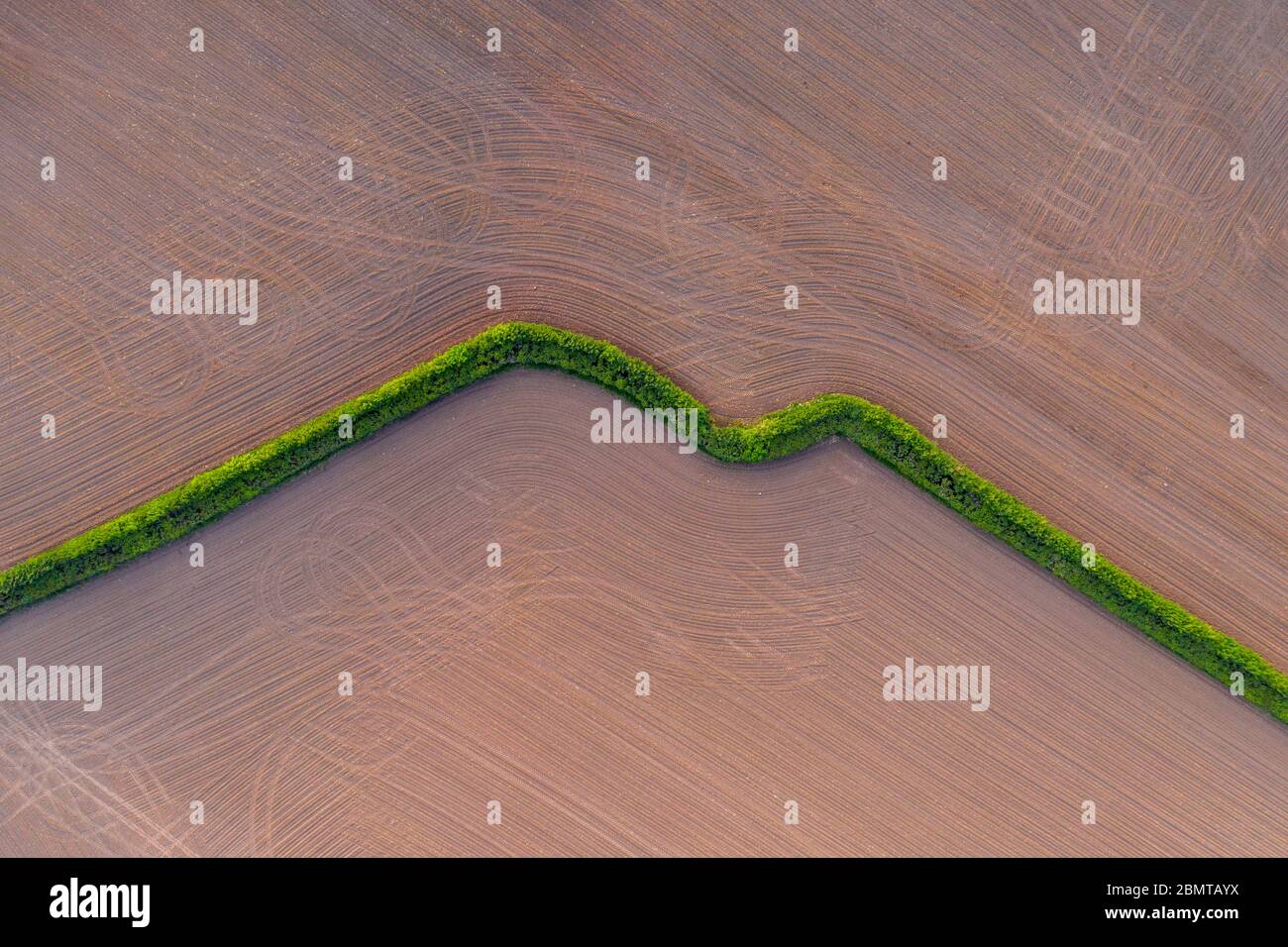 An aerial view of a hedge row in a freshly ploughed field in Somerset ...