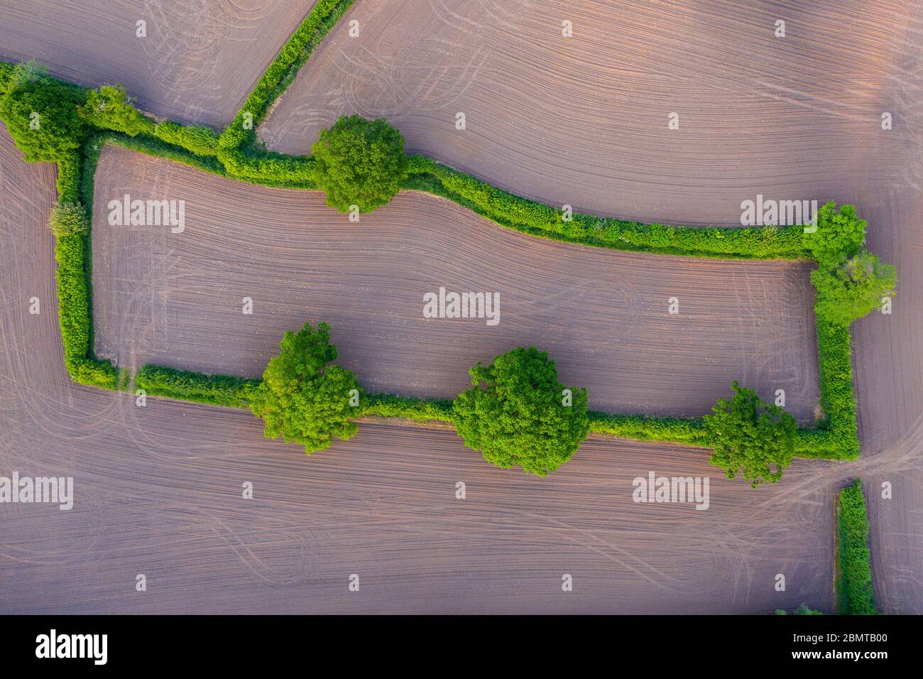 An aerial view of a hedge row in a freshly ploughed field in Somerset ...
