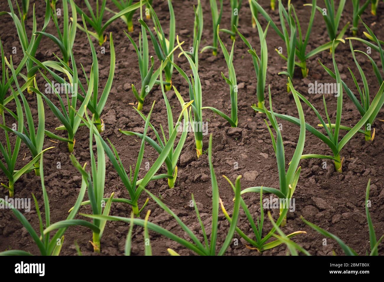 Garlic plantation. Rows of plants in the field. Organic horticulture ...