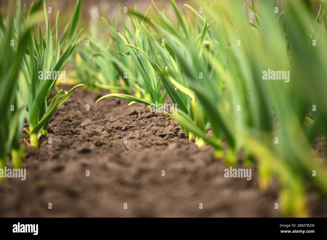 Garlic in the backyard garden. Organic horticulture Stock Photo - Alamy