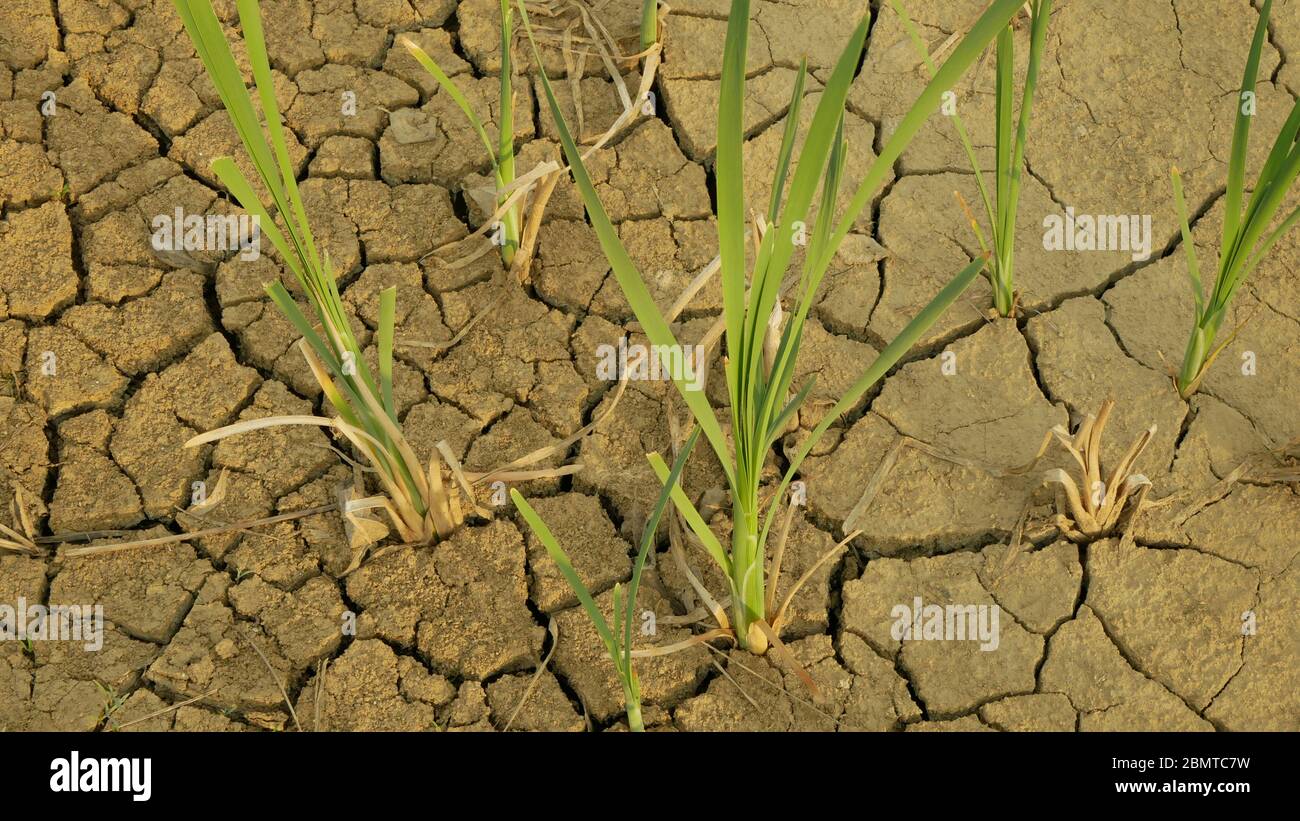 Very drought wetland, swamp and pond drying up the soil cracked crust ...