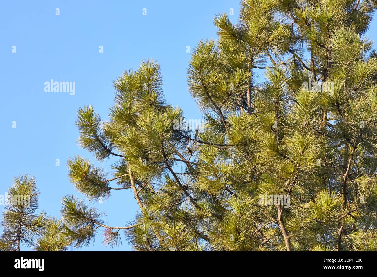 Pine tree closeup shot Stock Photo - Alamy