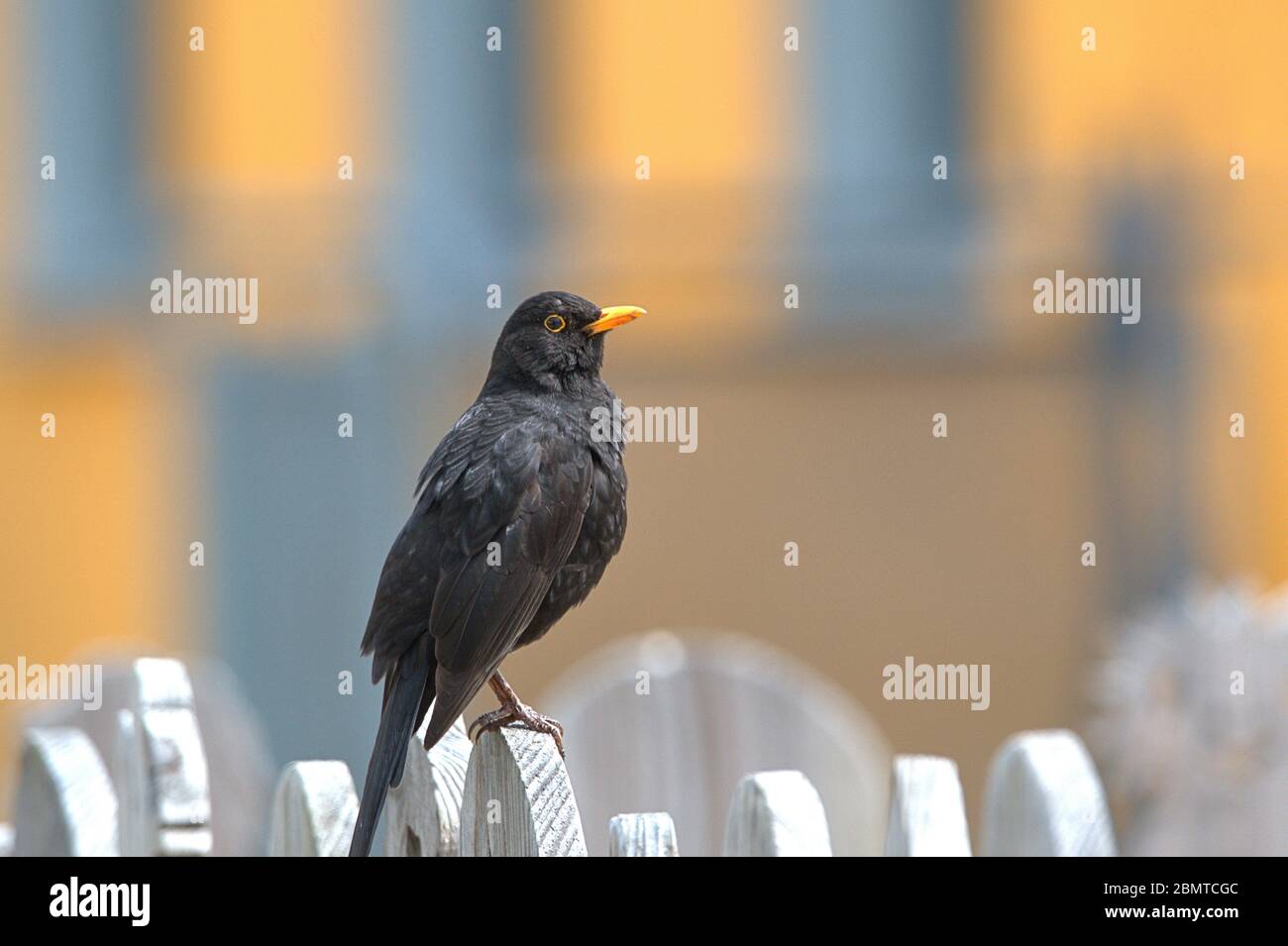 Turdidae genus hi-res stock photography and images - Alamy