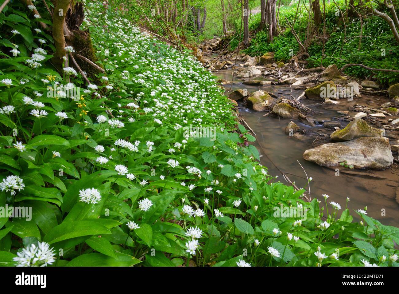 Stream Edge Plant High Resolution Stock Photography and Images - Alamy