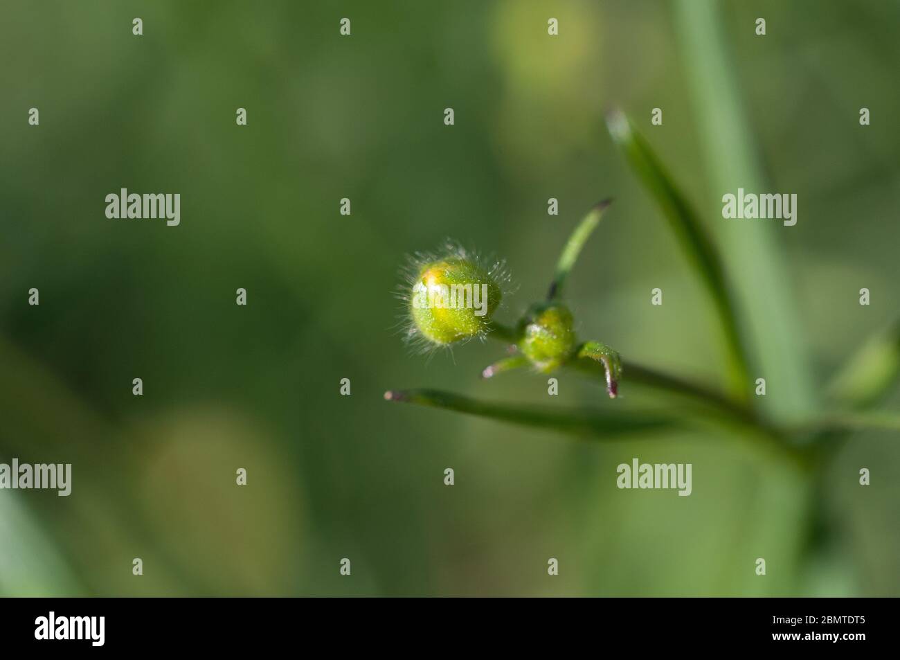 Rural flower annuals hi-res stock photography and images - Alamy