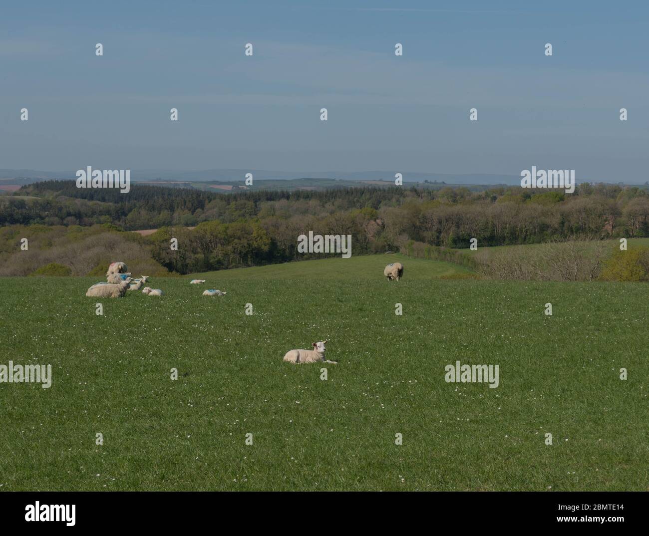 Devon Closewool Sheep with their Spring Lambs Grazing in a Field with a ...